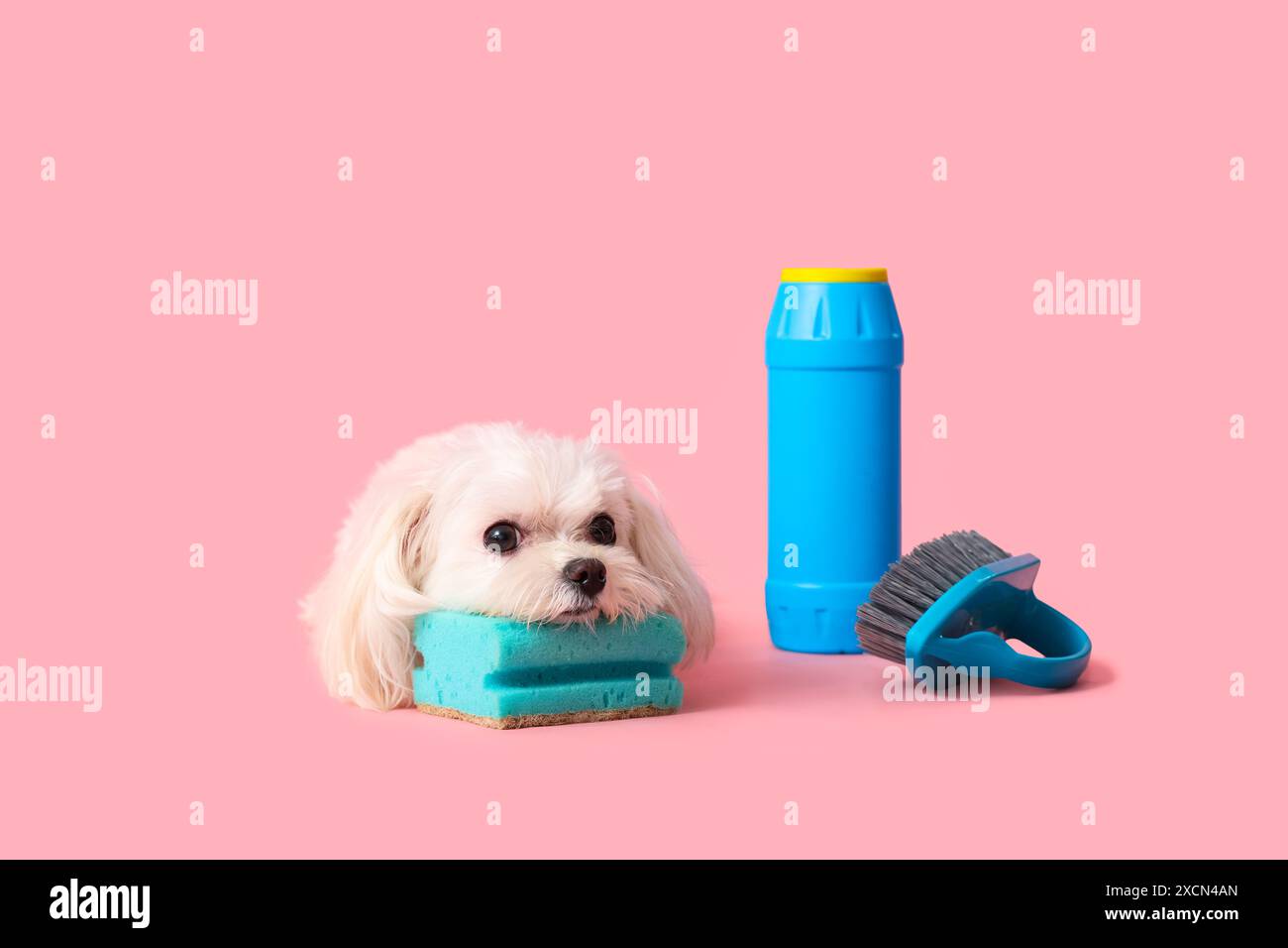 Cute dog with cleaning supplies on pink background Stock Photo - Alamy