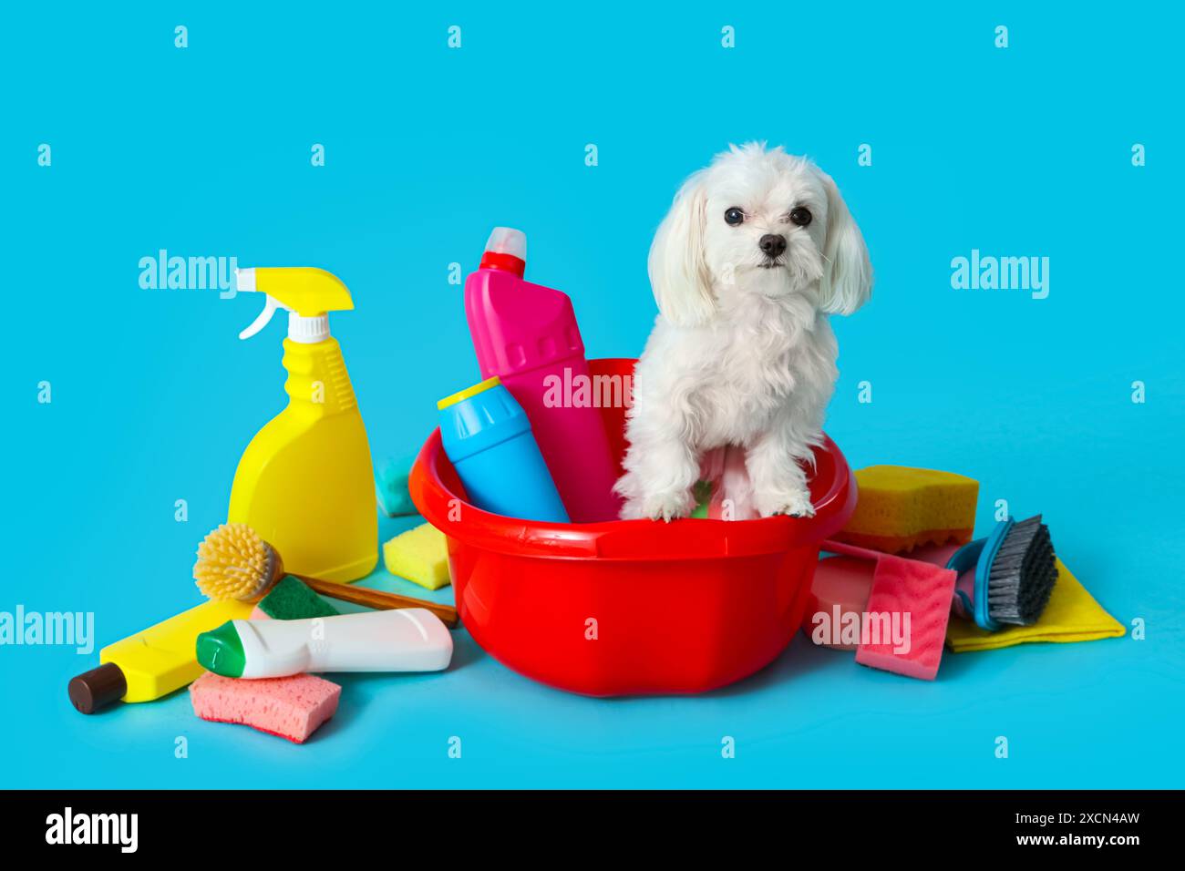 Cute dog with cleaning supplies on blue background Stock Photo - Alamy