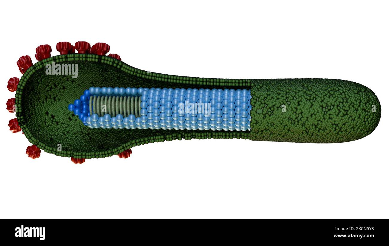 3d rendering of baculovirus lifecycle are known to infect insects, the ...