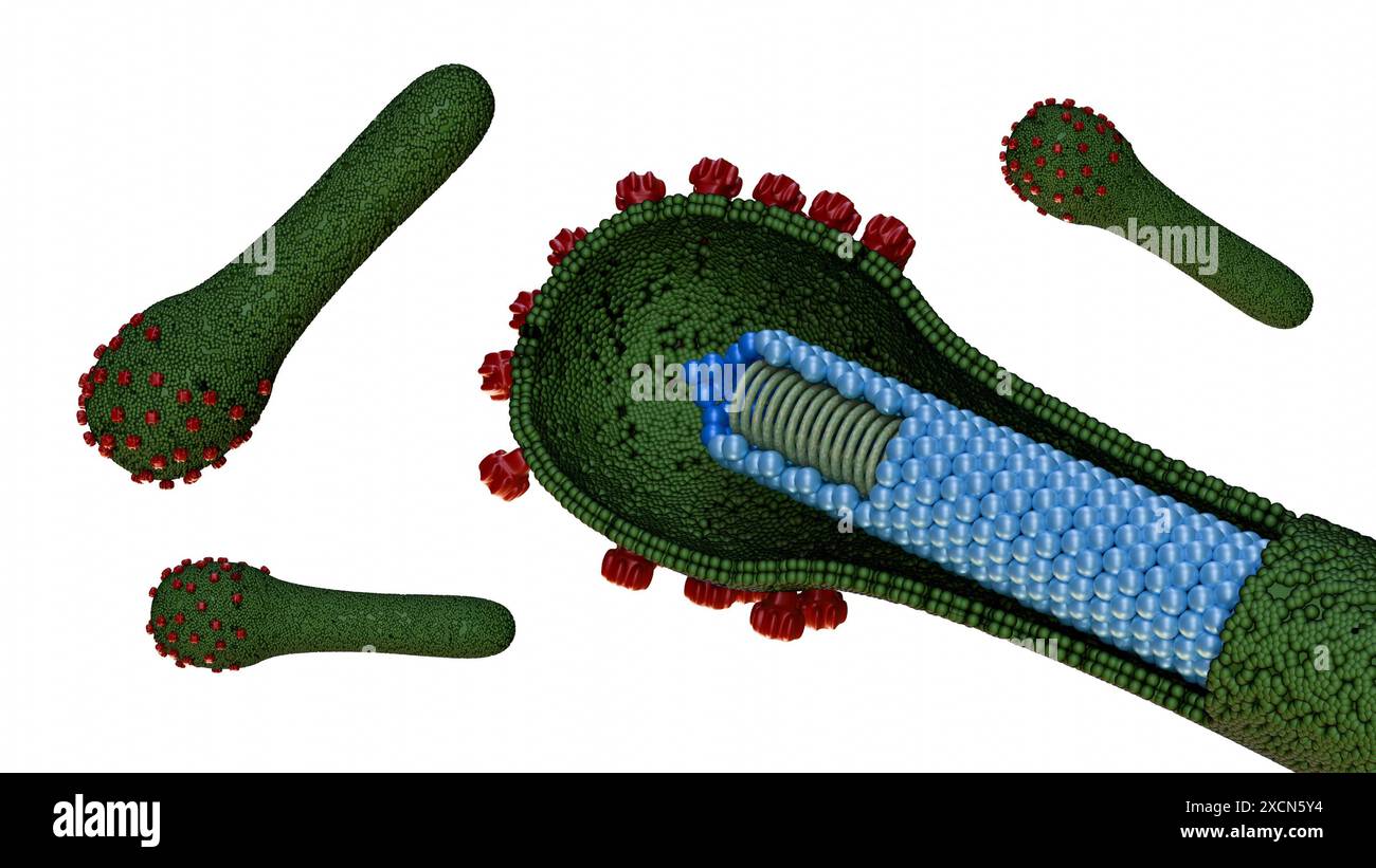 Cell cross section hi-res stock photography and images - Alamy