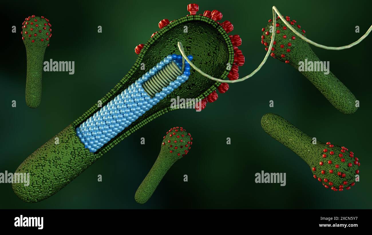 3d rendering of baculovirus lifecycle are known to infect insects, the ...