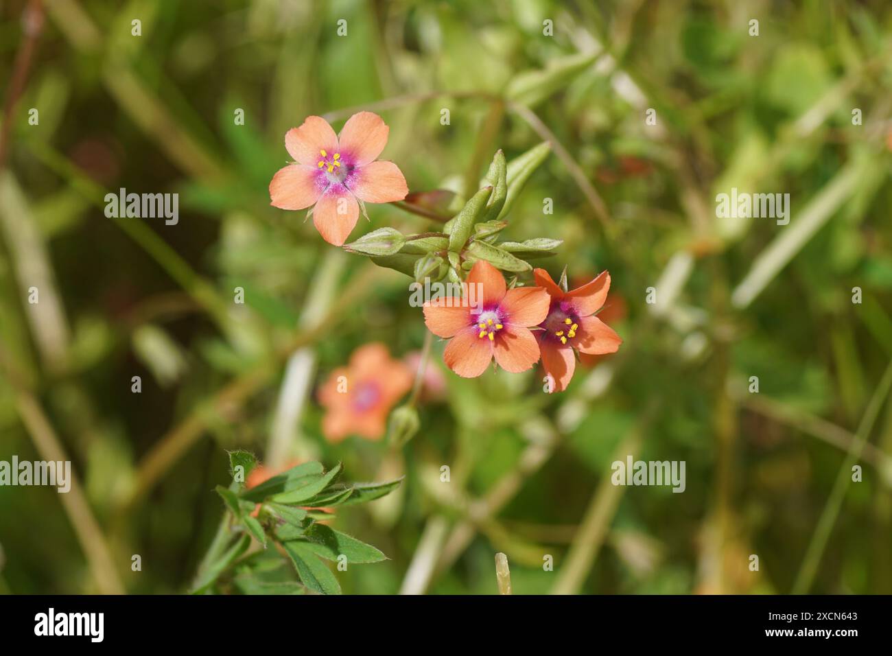 Close up scarlet pimpernel, red pimpernel, Anagallis arvensis. Family ...