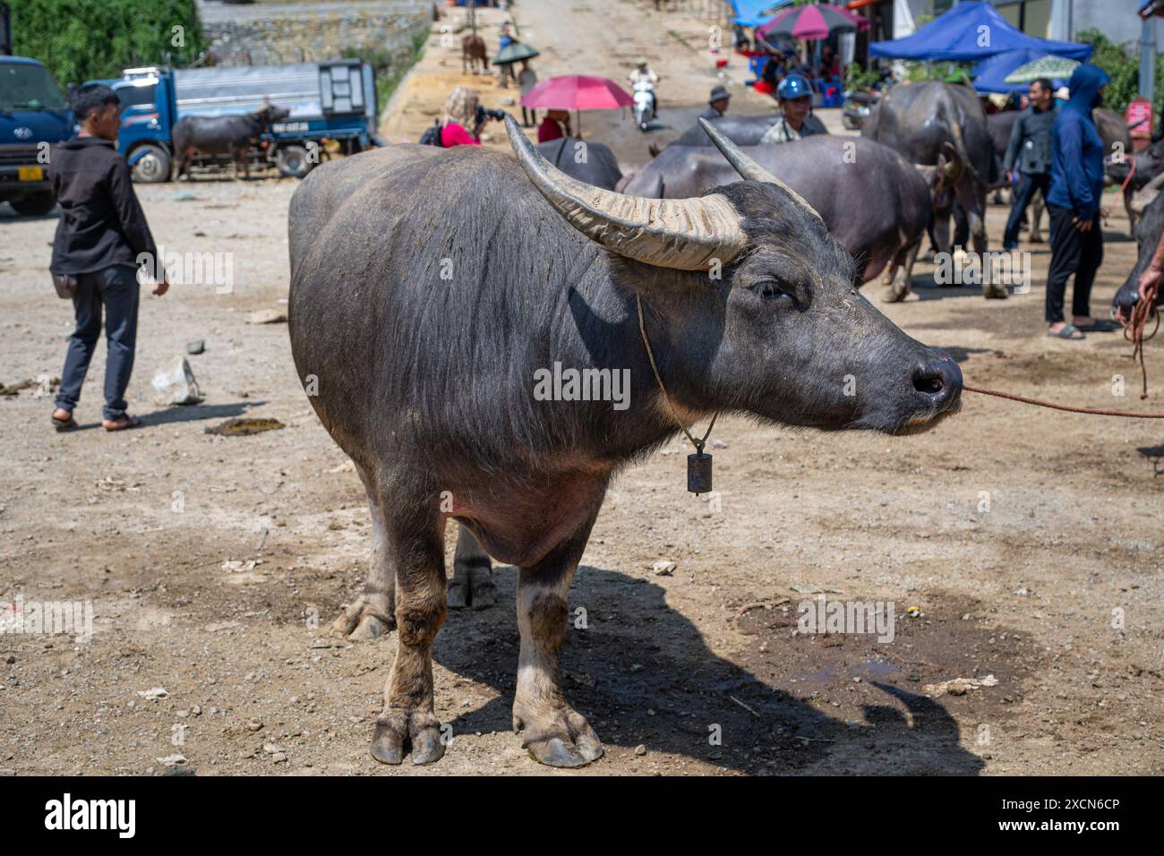 Water buffalo for sale at the animal market in Bac Ha, Lao Cai Province ...