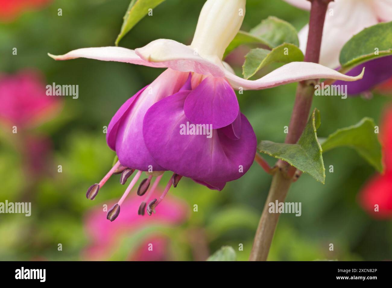 Double fuchsia hi-res stock photography and images - Alamy