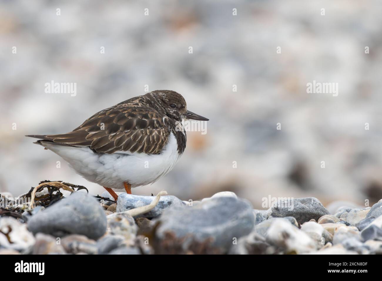 Bird birds arenaria interpres hi-res stock photography and images - Alamy