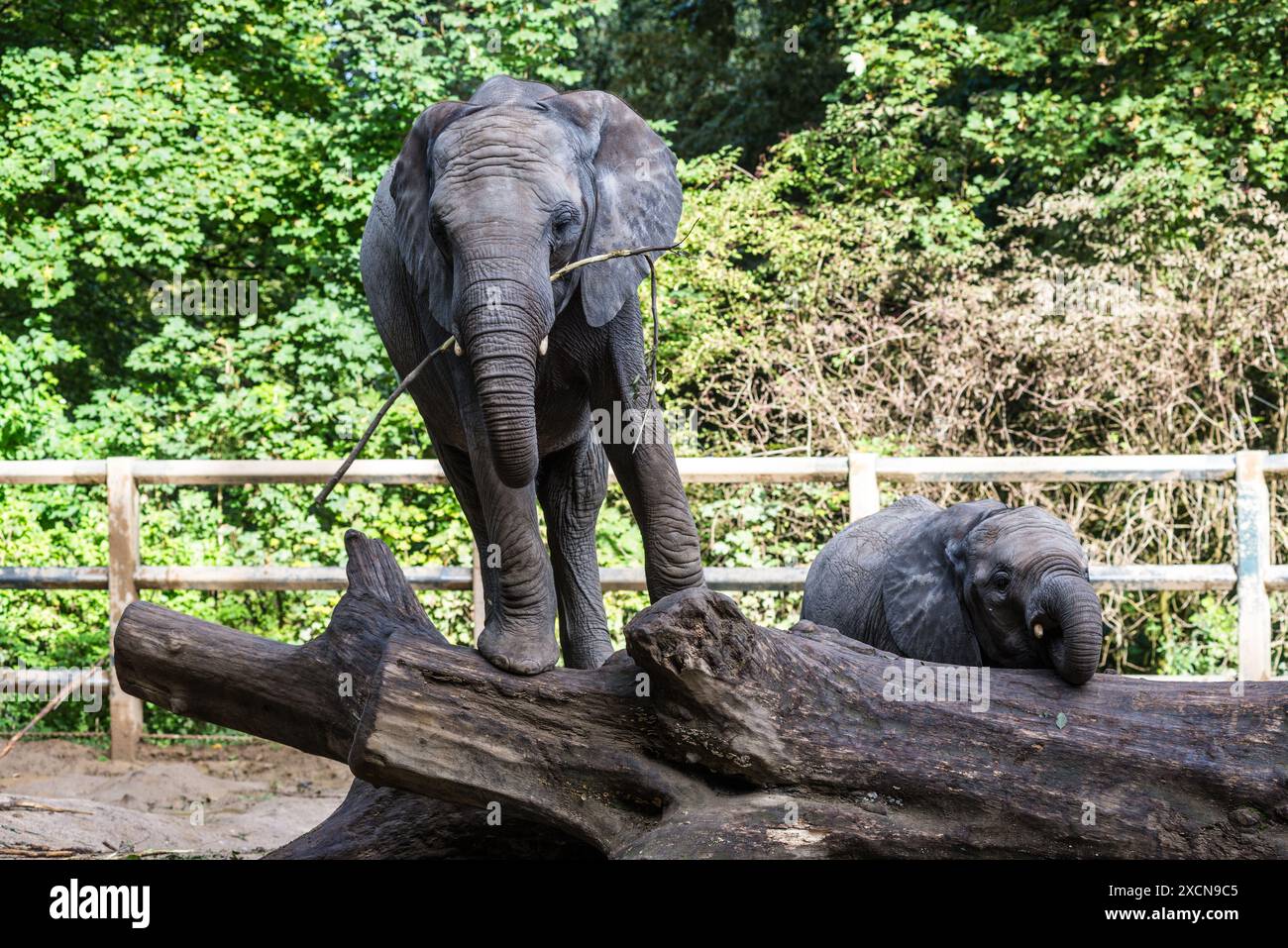 Family group of adult elephant and elephant teenager in the Wuppertal ...
