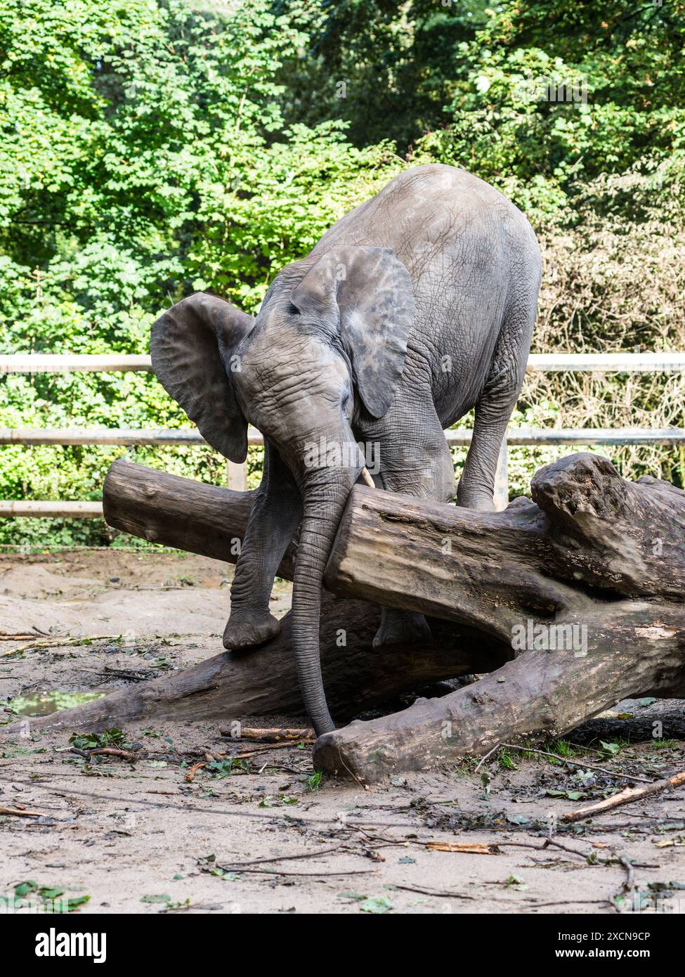 Elephant scratches its trunk on a log at the Wuppertal Green Zoo in ...