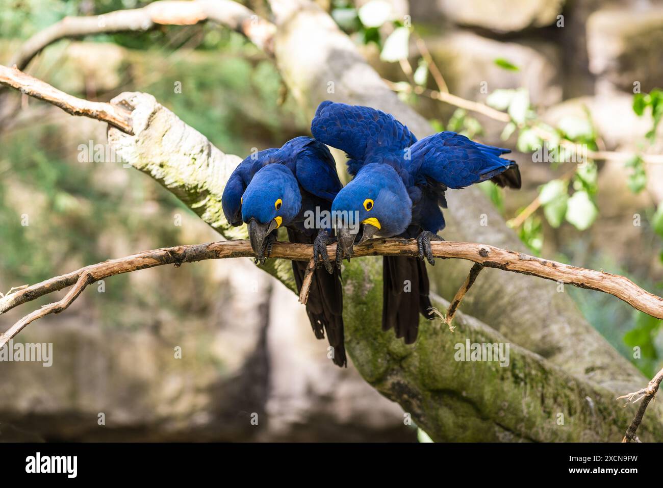 Spectacular pair of blue hyacinth macaw parrots in Wuppertal Green Zoo ...