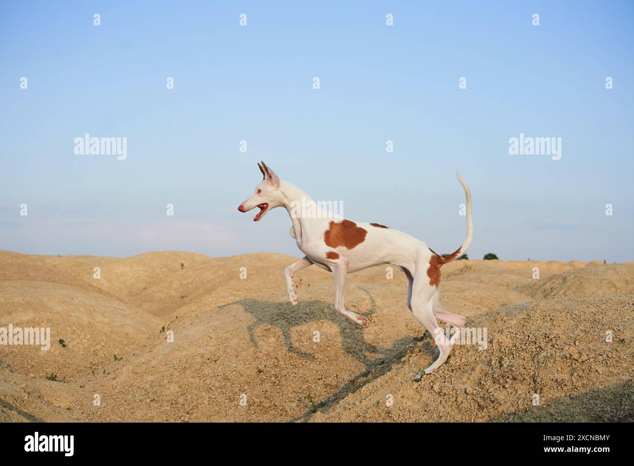 A slender Ibizan Hound dog strides elegantly across a sandy terrain ...