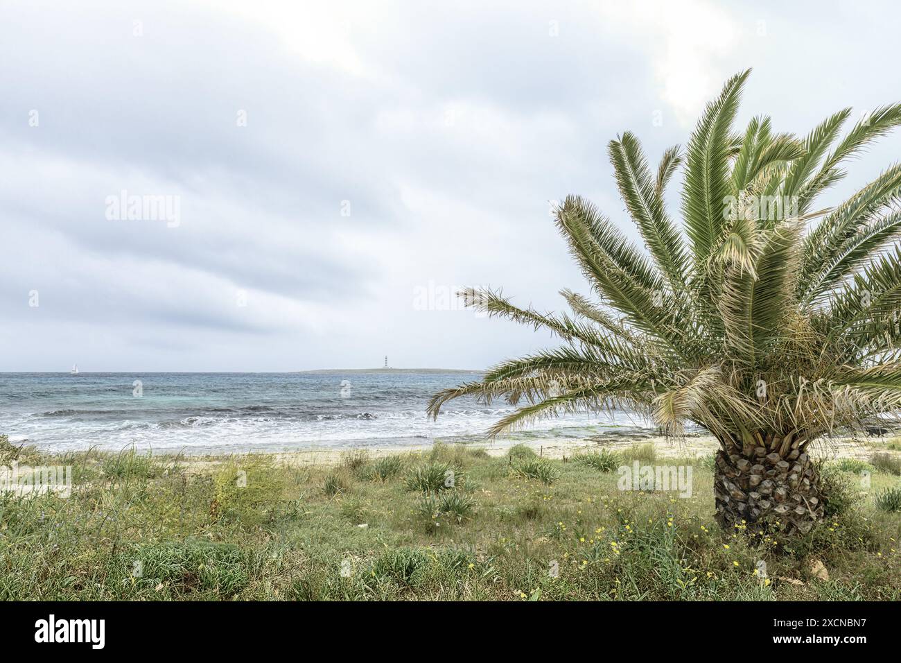 A picturesque scene at Punta Prima Beach in Menorca, featuring a palm ...