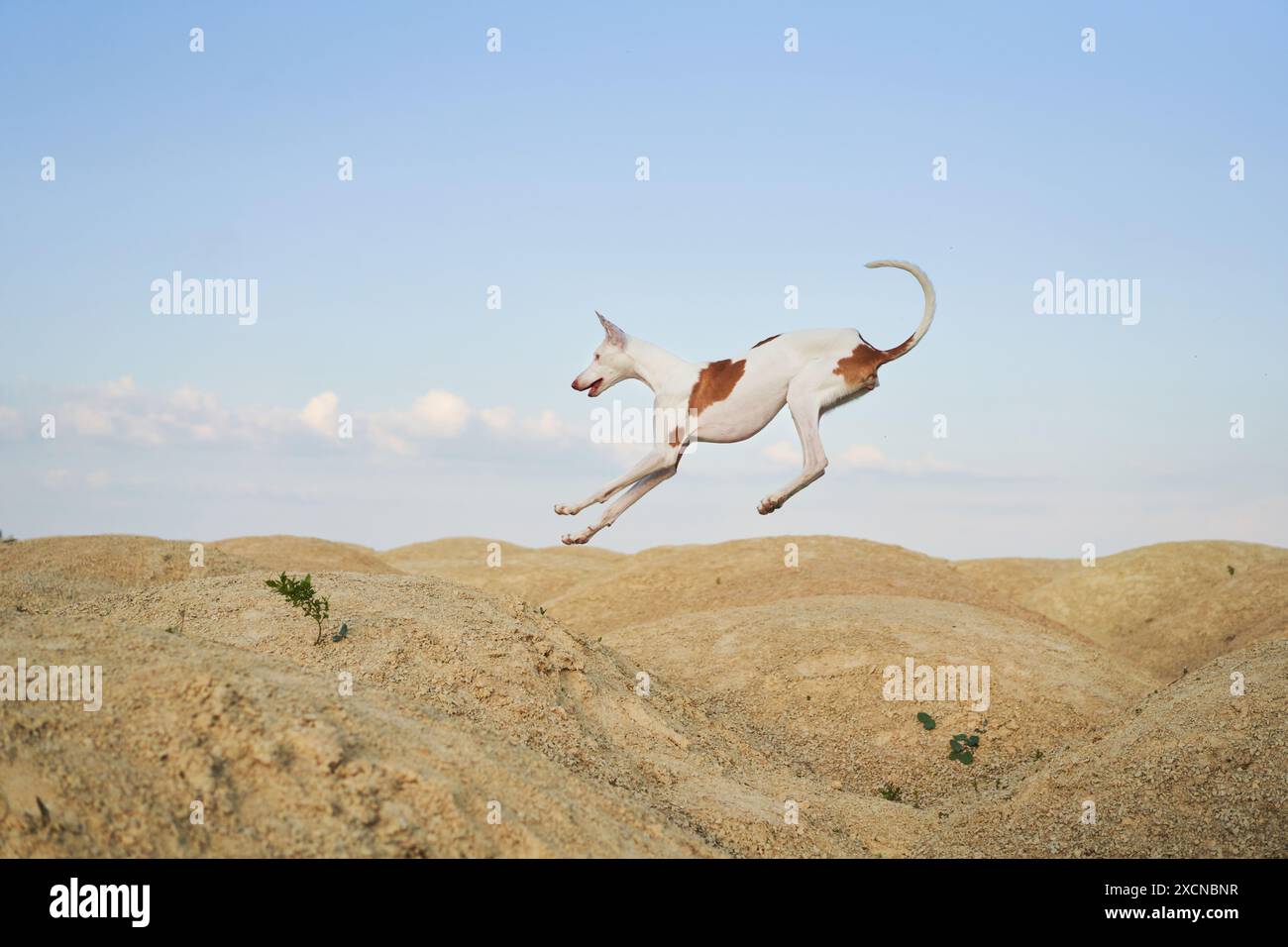 An Ibizan Hound soars gracefully over the contours of a sandy landscape ...