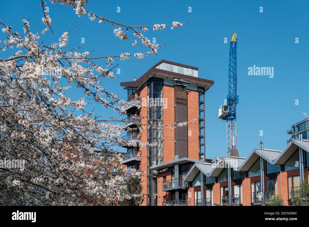 Cherry Blossoms, tall residential tower and building crane at Bernie ...