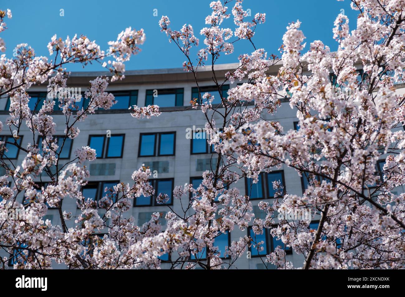 Close-up of Cherry Blossom trees in bloom in front of large residential ...