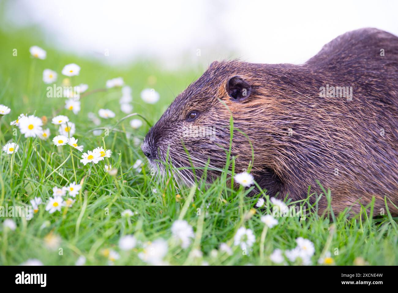 Nutria river rat, coypu herbivorous, semiaquatic rodent member of the ...