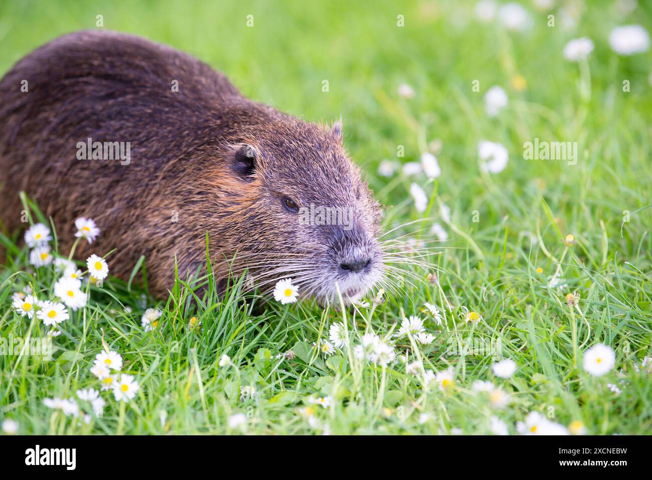 Nutria river rat, coypu herbivorous, semiaquatic rodent member of the ...