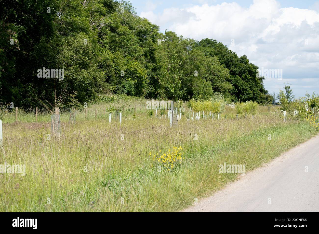 Chesterton Wood from the Old Gated Road, Chesterton, Warwickshire ...
