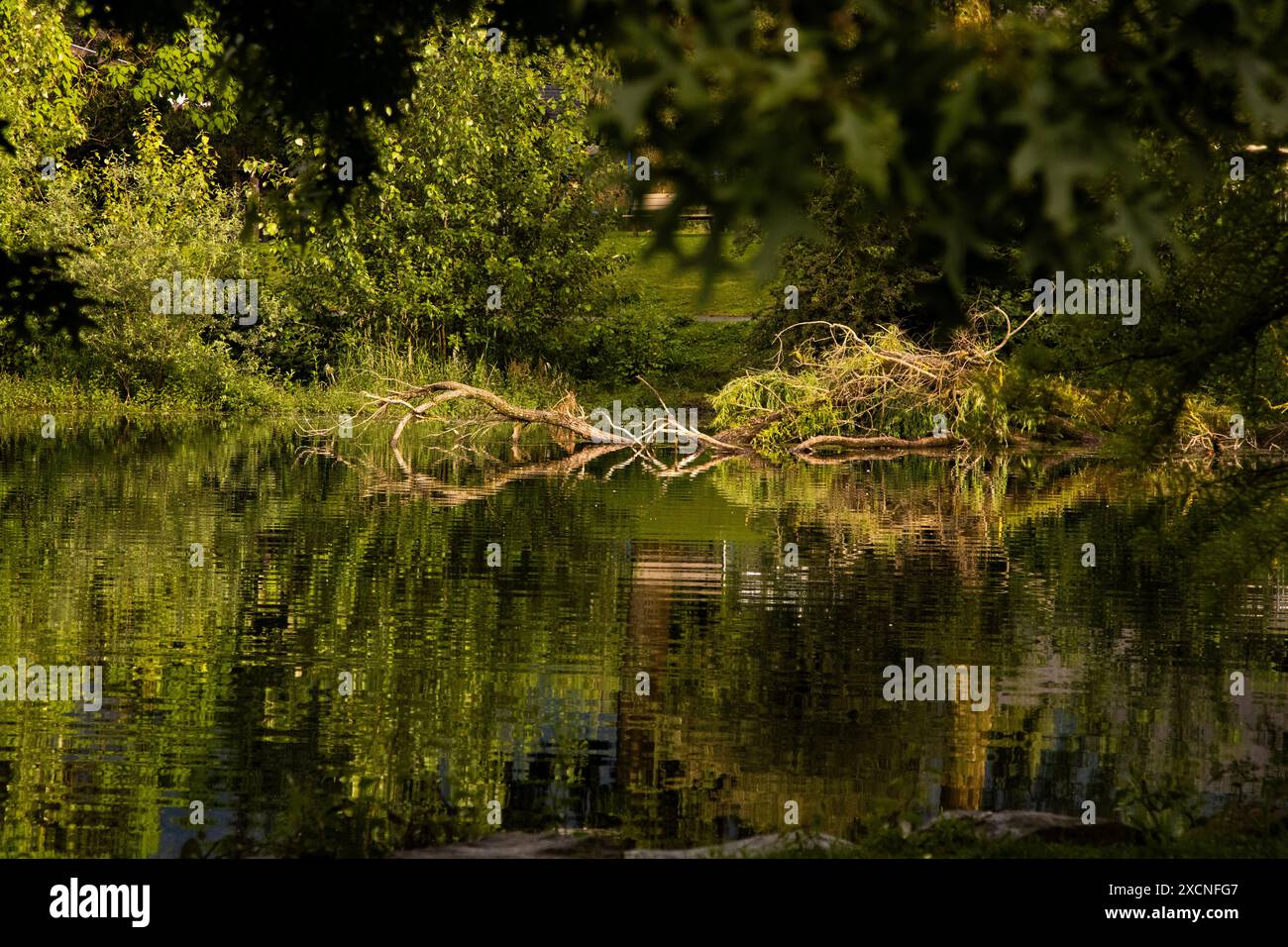 A striking tree, perfectly positioned in the water Stock Photo - Alamy