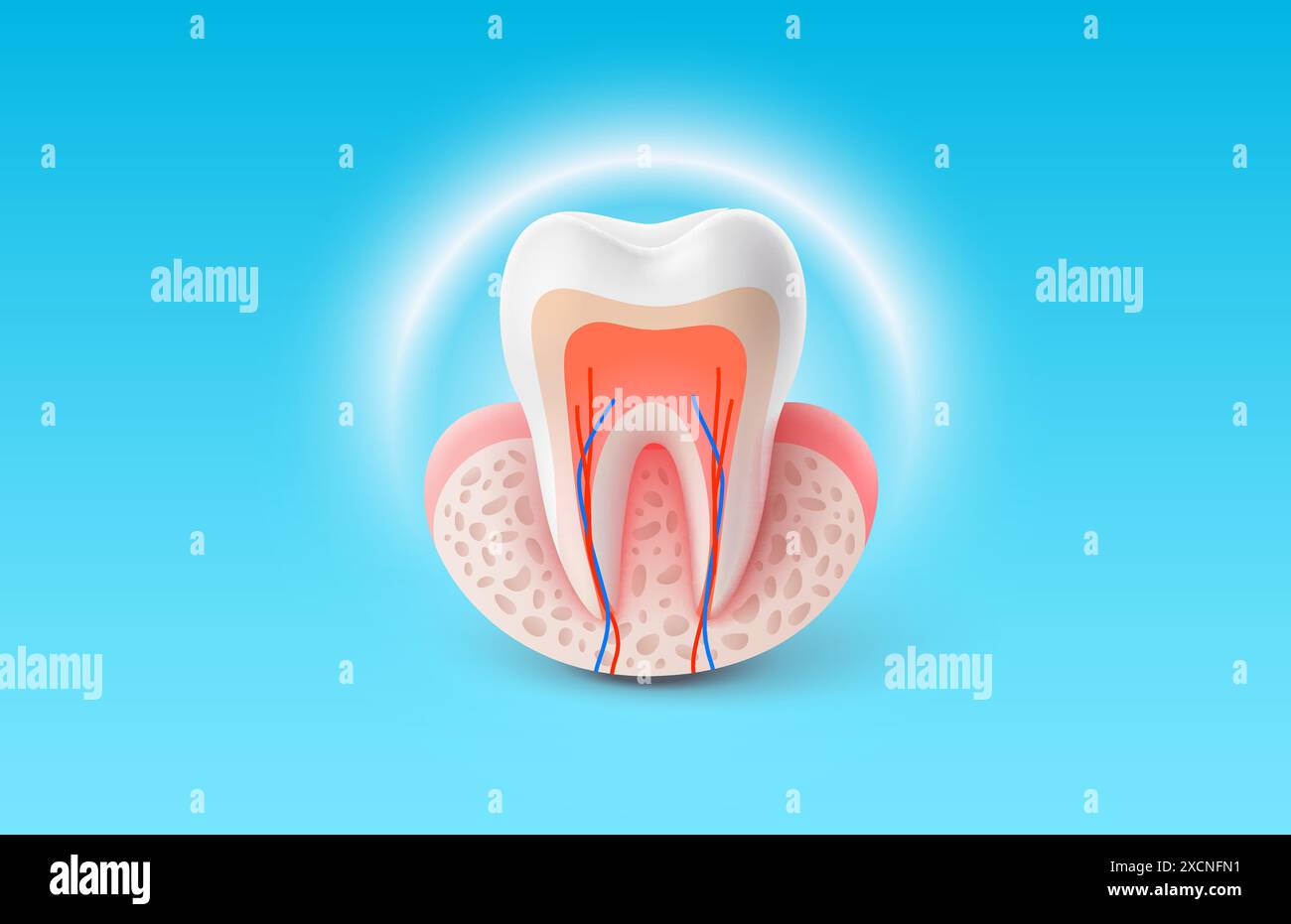 dental treatment, nerve ending, tooth in section. Vector Stock Vector ...