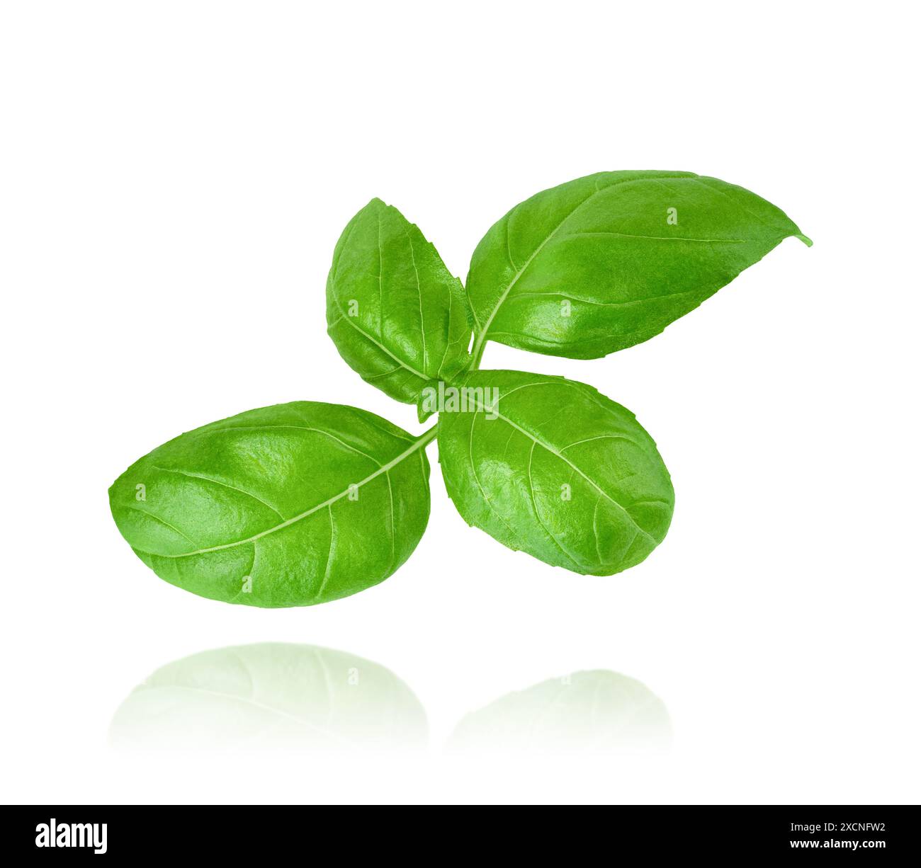 Falling basil leaves isolated on white background with clipping path ...