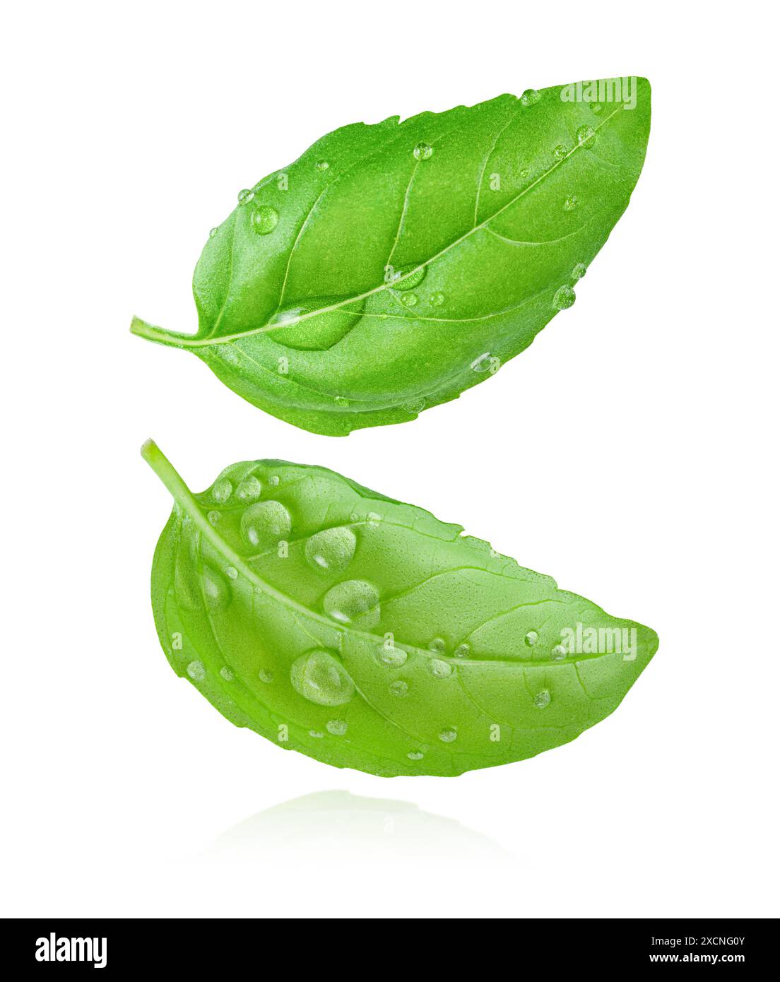 Two falling basil leaves with water drops isolated on white background ...