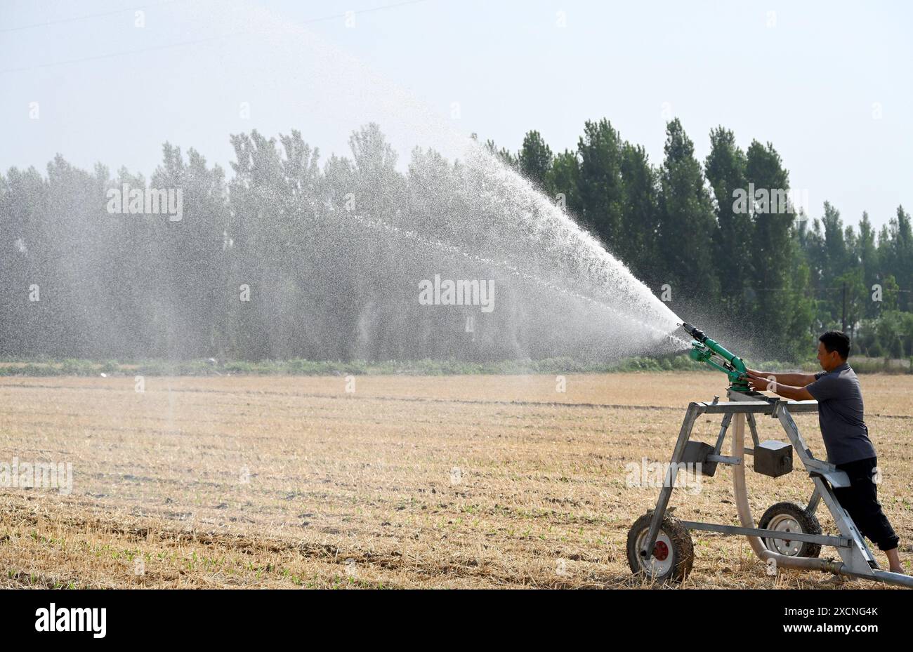 HANDAN, CHINA - JUNE 18, 2024 - A farmer uses a roll-type sprinkler to ...