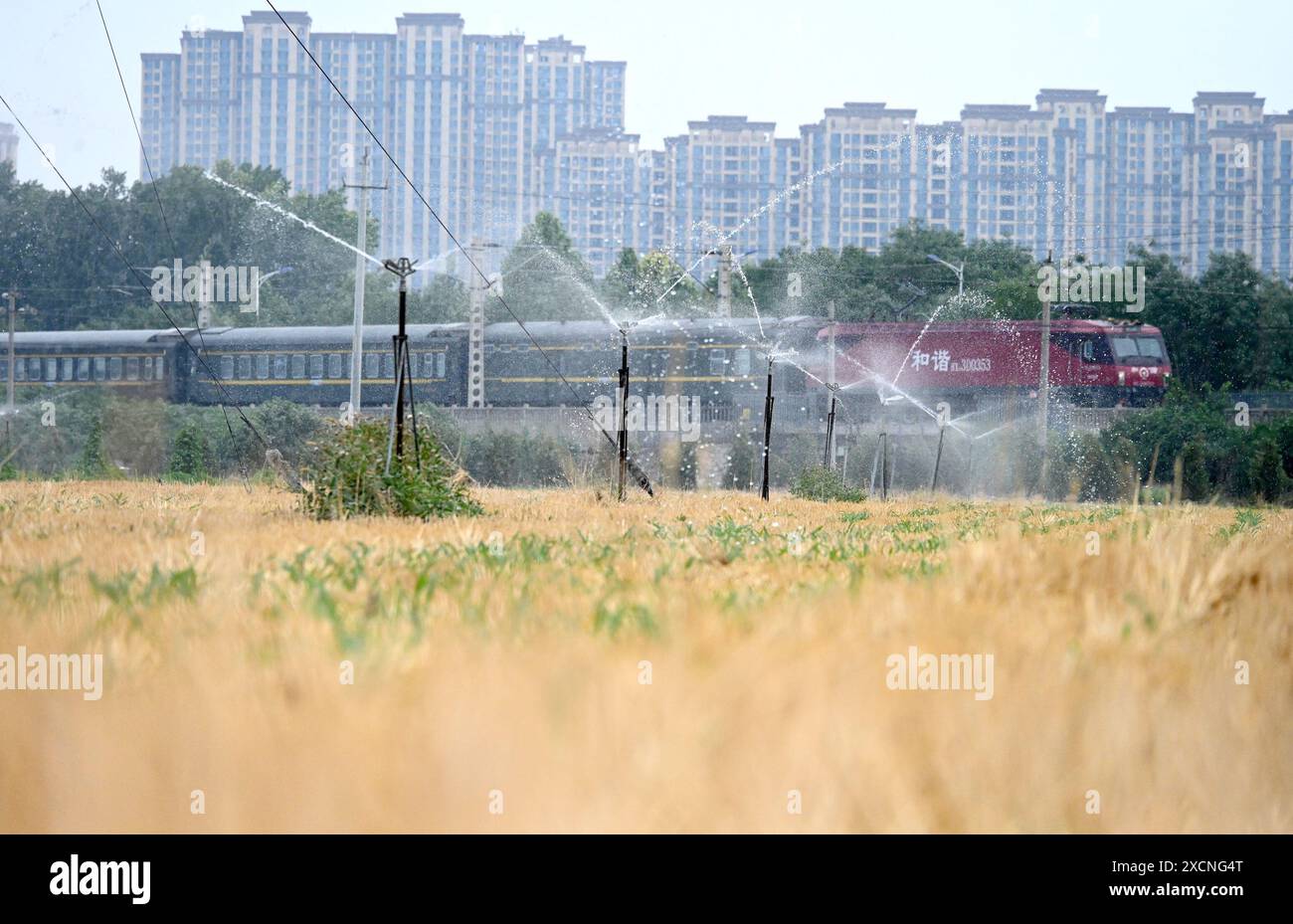 HANDAN, CHINA - JUNE 18, 2024 - A farmer uses a vertical pole sprinkler ...
