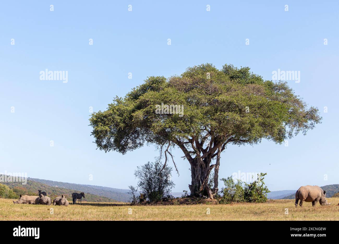 Scenic landscape of a prominent common fig tree in an open area with a ...