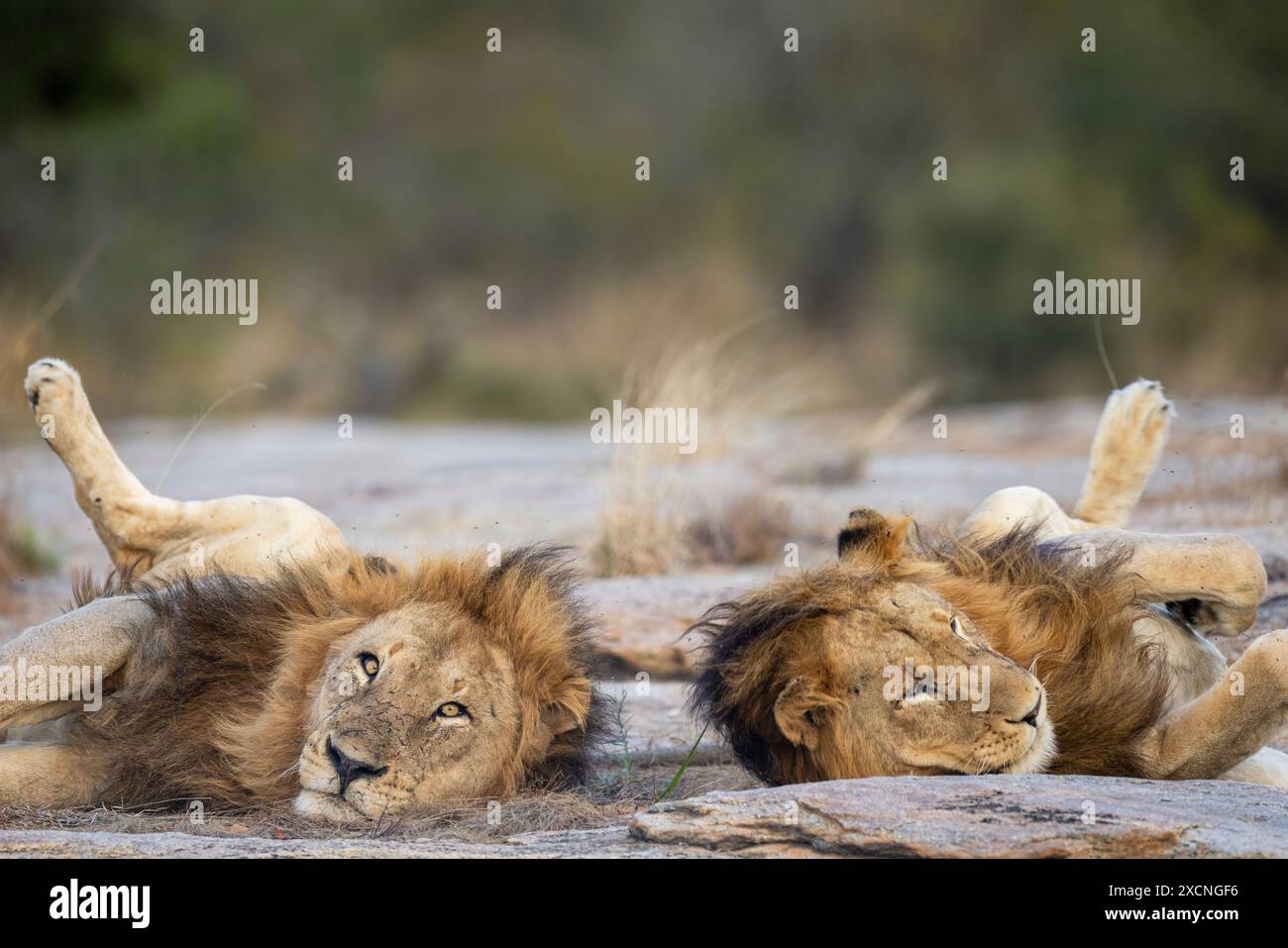Two male lions lying on a rock with with their legs in the air Stock ...
