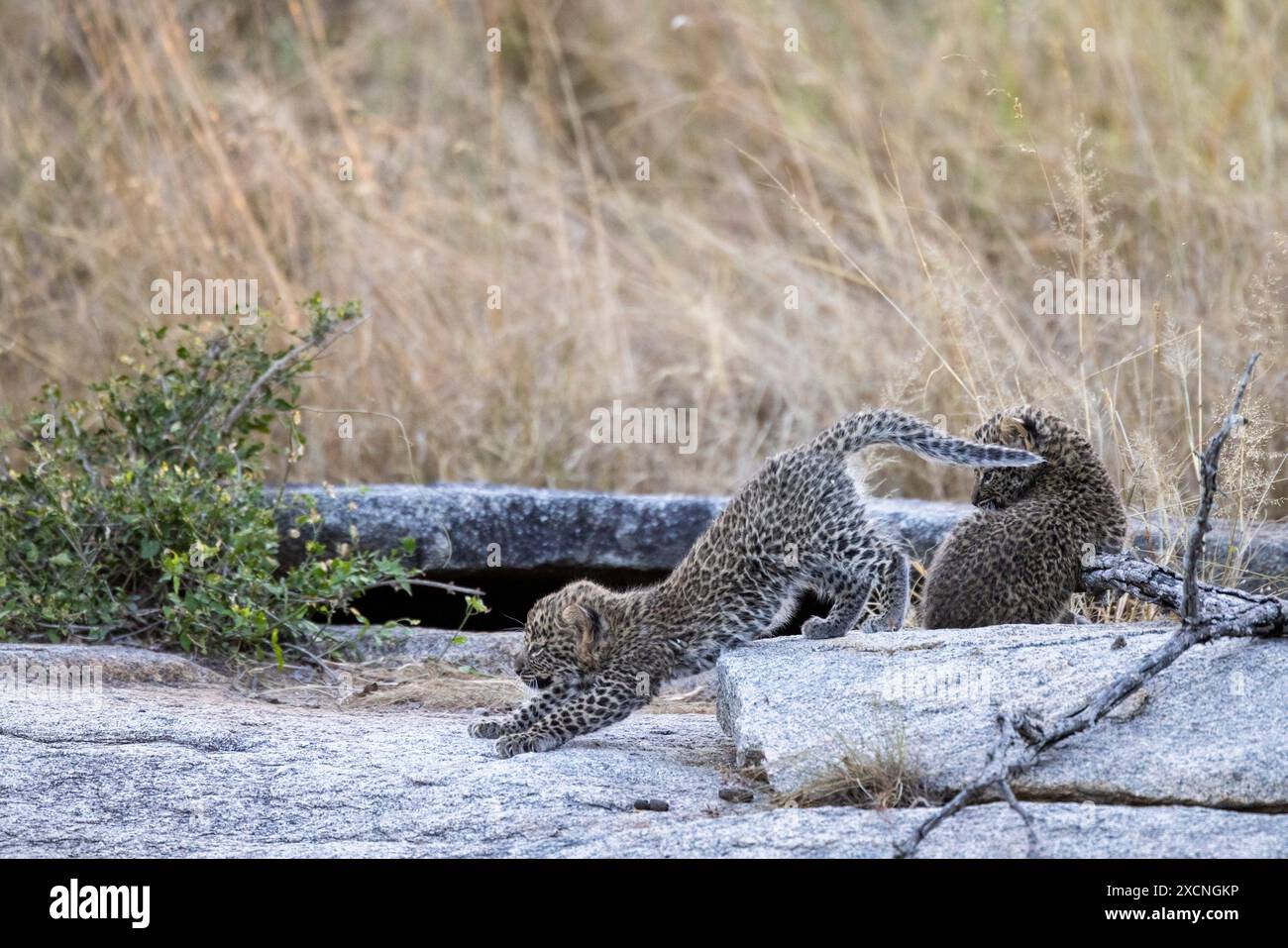 A baby leopard cub (Panthera pardus) stretching on a rock with its ...