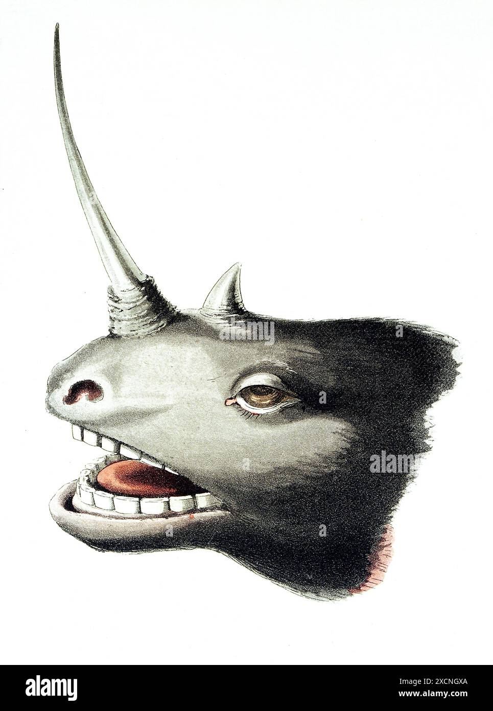 Kopf der zeichnung hi-res stock photography and images - Alamy