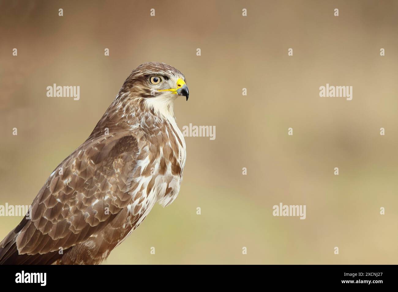 Steppe buzzard (buteo buteo), light-coloured variant, light morph, side ...