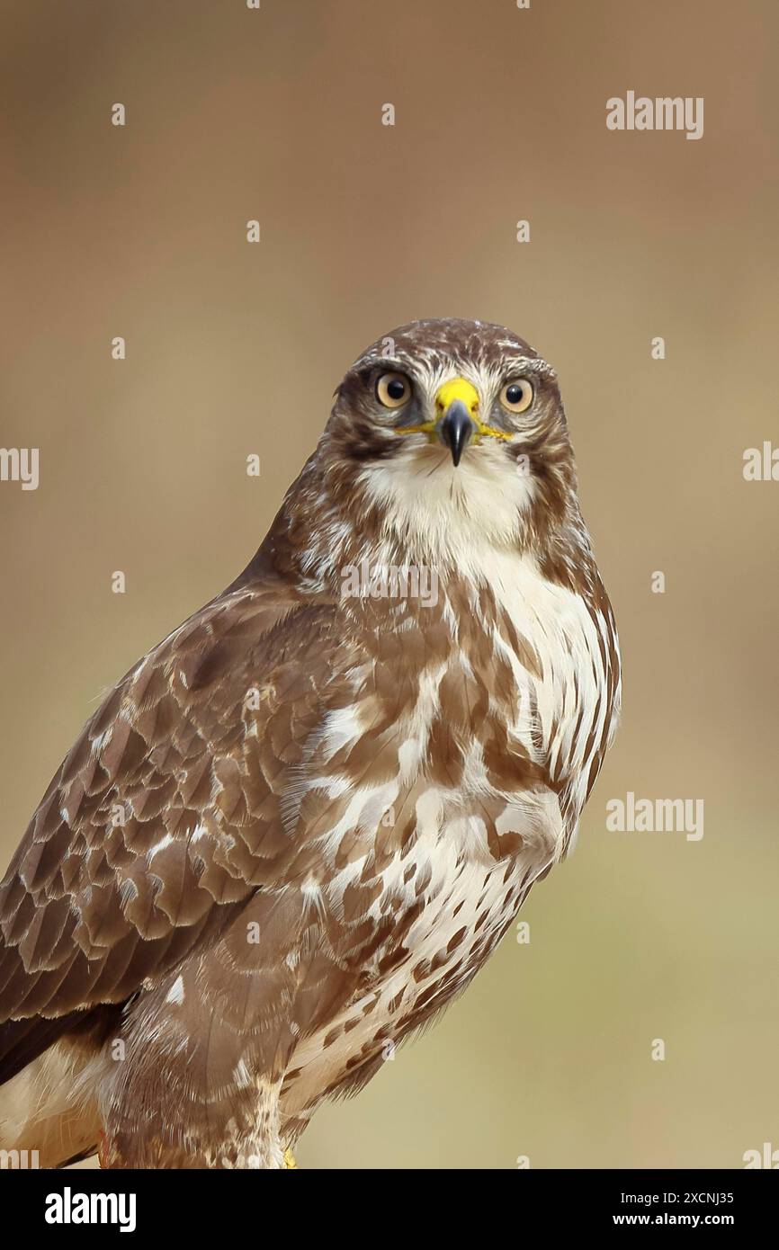 Steppe buzzard (buteo buteo), light-coloured variant, light morph, side ...