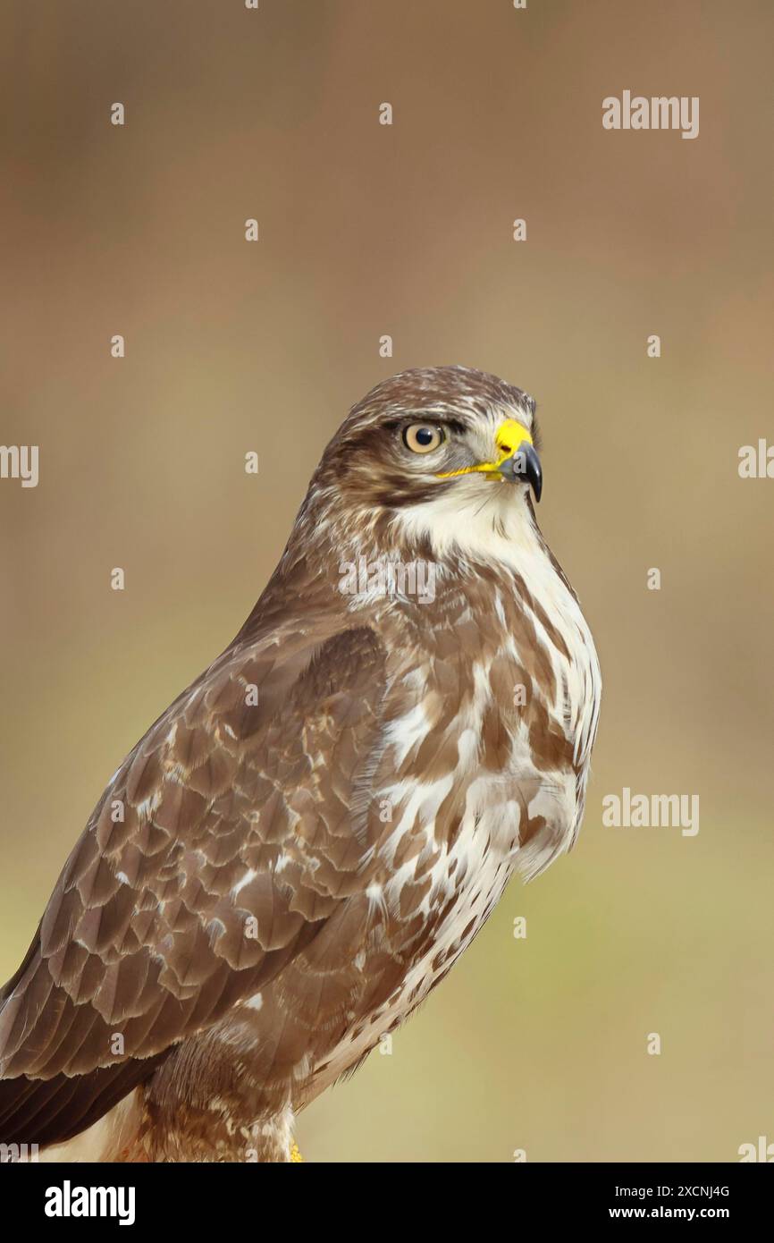 Steppe buzzard (buteo buteo), light-coloured variant, light morph, side ...