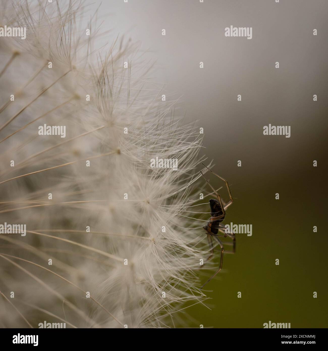 Arachnid macro photography hi-res stock photography and images - Alamy