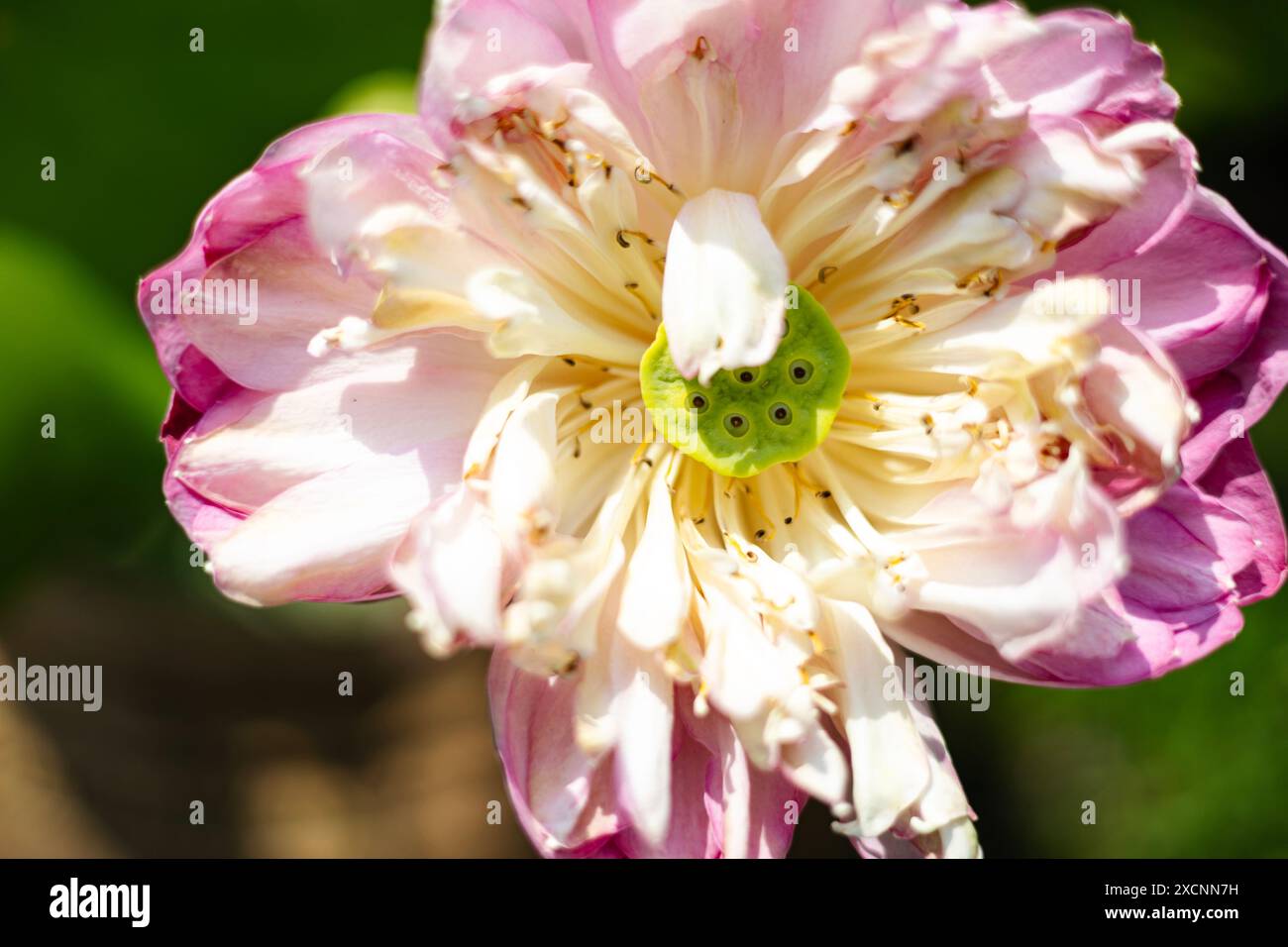 Sere flower hi-res stock photography and images - Alamy