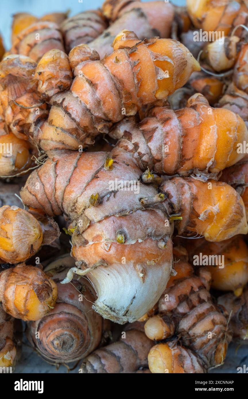 Turmeric root, freshly harvested Stock Photo - Alamy
