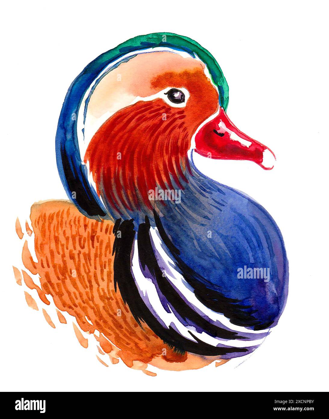 Duck head. Hand drawn watercolor illustration Stock Photo - Alamy