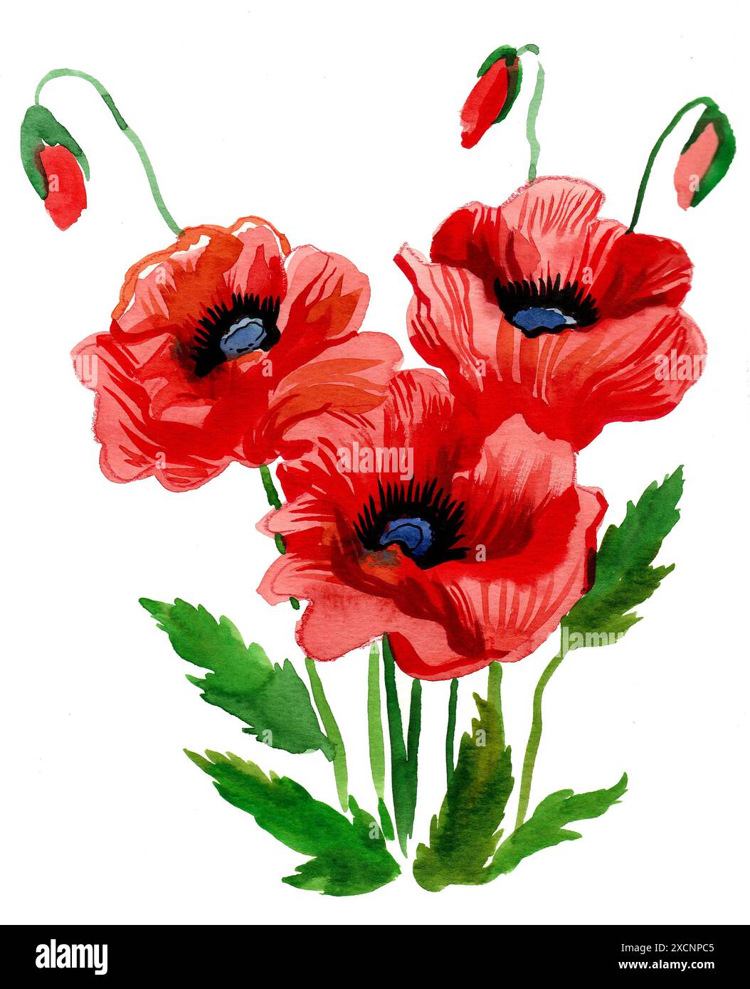 Poppy collection hand Cut Out Stock Images & Pictures - Alamy