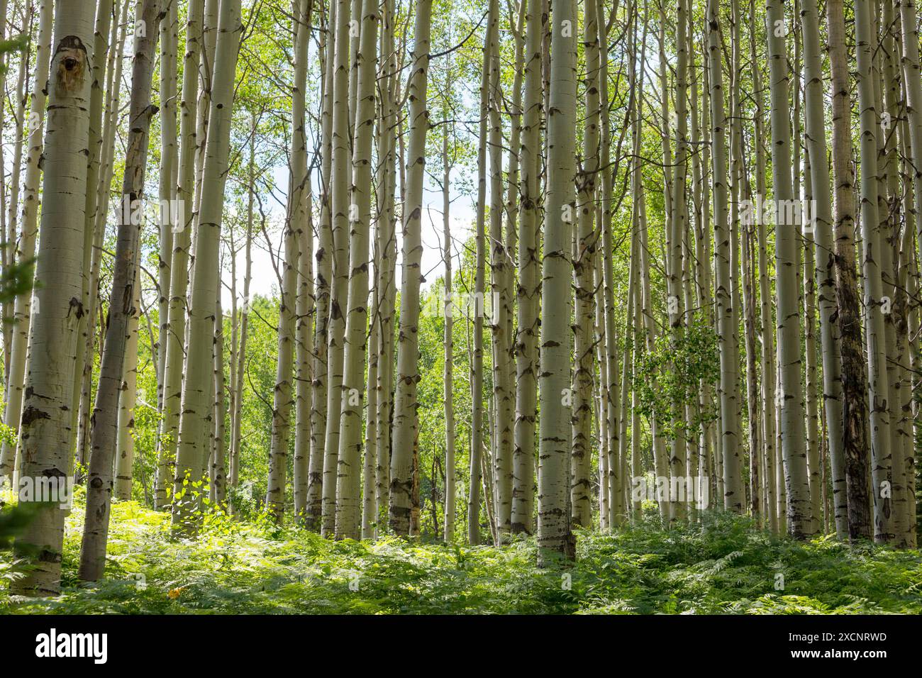 Summer forest at sunrise time. Inspiring summer background Stock Photo ...