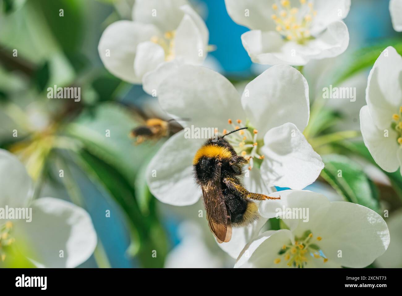 Detailed close-up of bumblebee pollinating delicate white blossoms ...