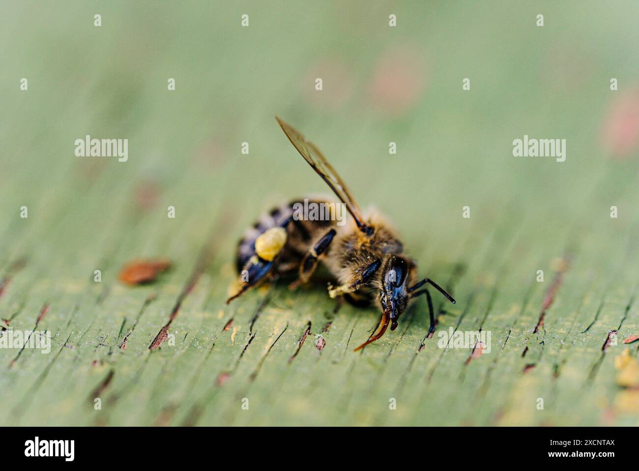 Intricate insects hi-res stock photography and images - Alamy