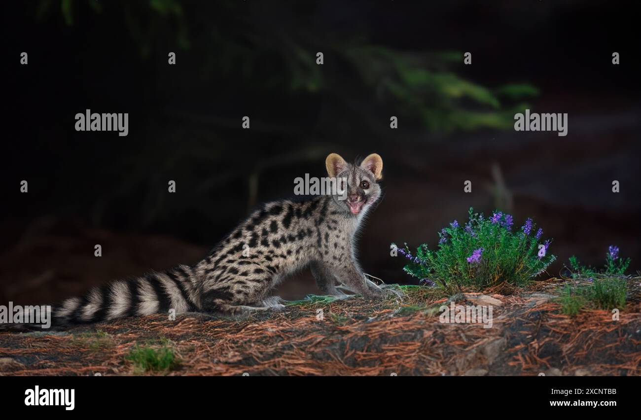 Common genet in front of white background Stock Photo - Alamy