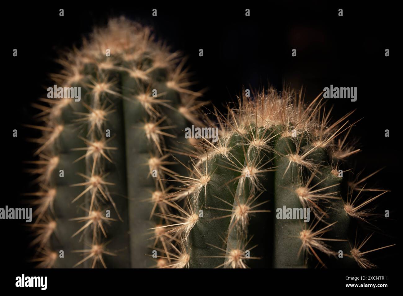 Close up image of the top of two cactus plants next to each other with ...