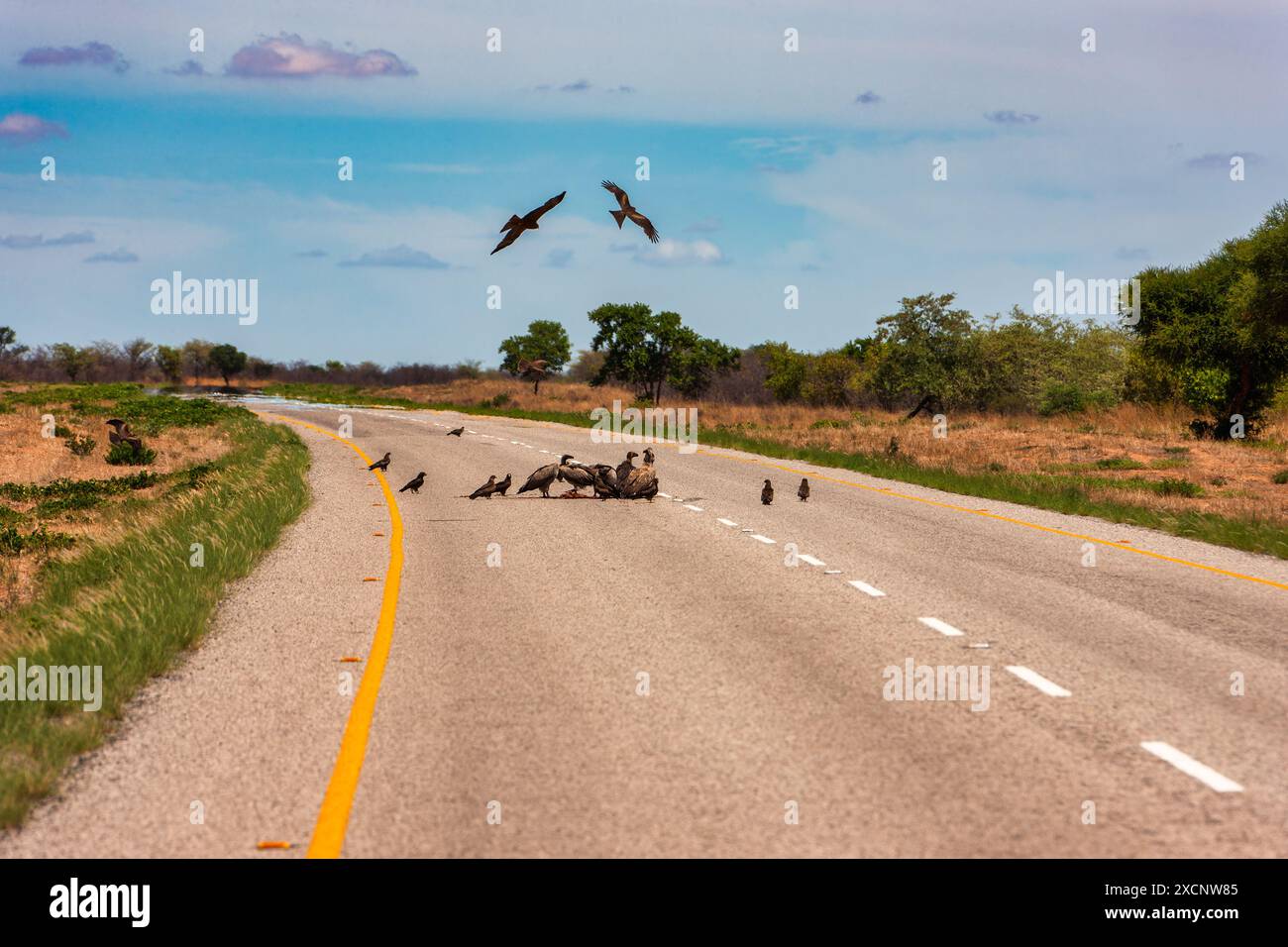 scavengers cape vultures eating a carcass on the empty highway, car ...