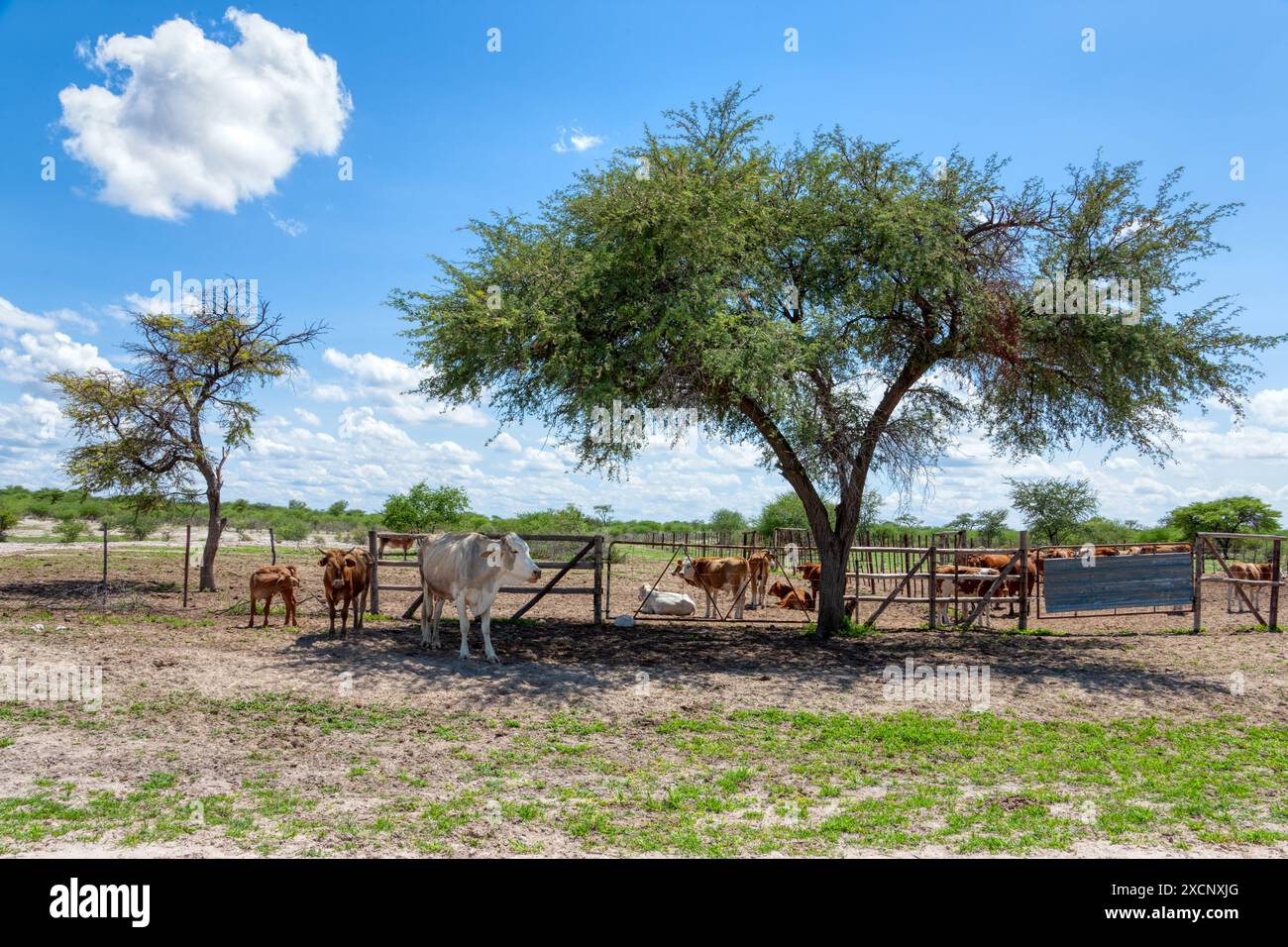 cattle in a paddock pen in the outback dry farming land Stock Photo - Alamy