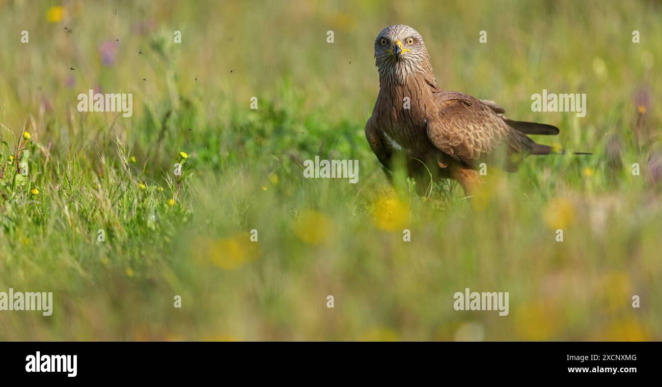 Schwarzmilan, (Milvus migrans), Flugaufnahme, Sitzwarte Stock Photo - Alamy
