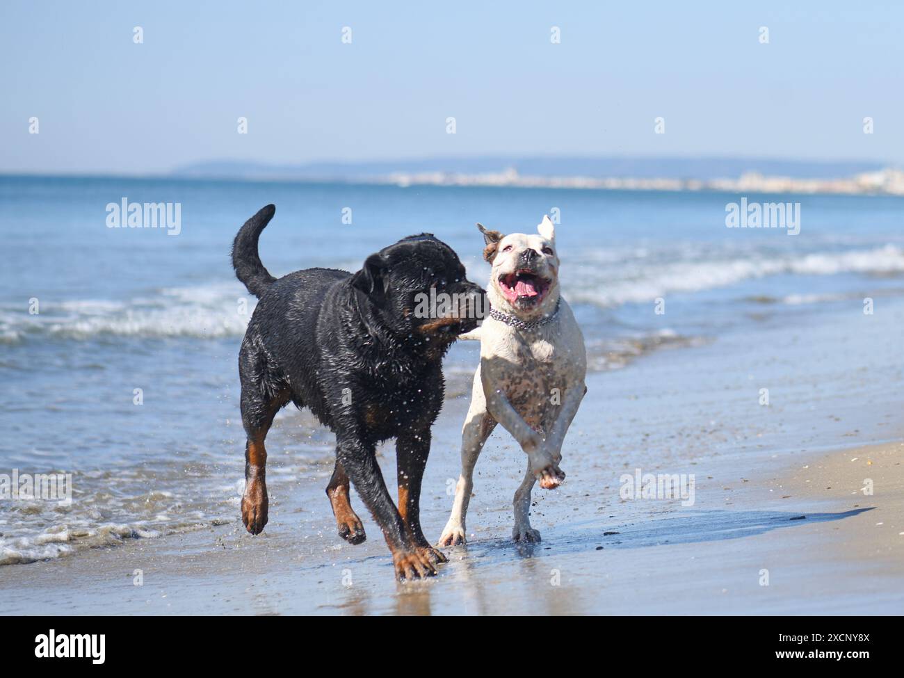 rottweiler and white boxer playing on the beach Stock Photo - Alamy