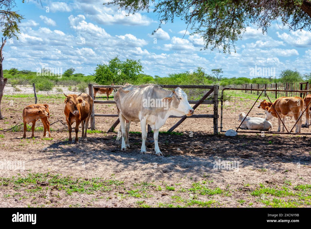 cattle in a paddock pen in the outback dry farming land Stock Photo - Alamy