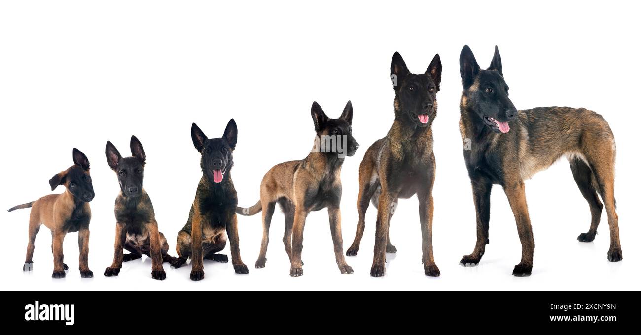 growth of a belgian shepherd in front of white background Stock Photo ...
