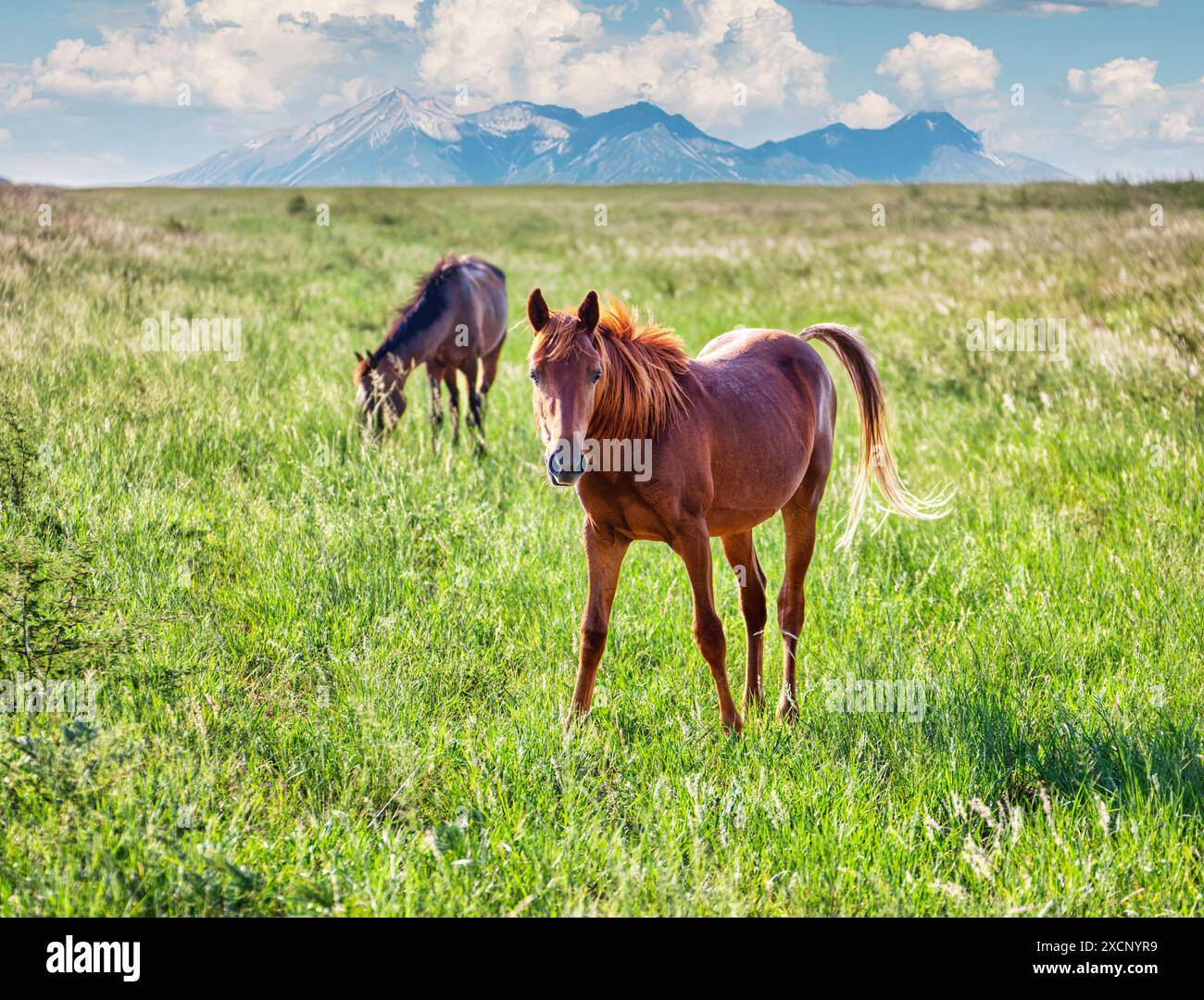 wild mustang horses in the field, mountain range in the back Stock ...